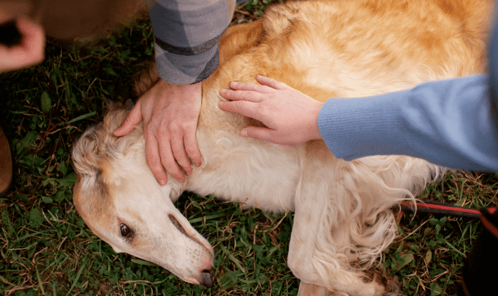 My Dog Won't Stop Bleeding: What Should I Do?