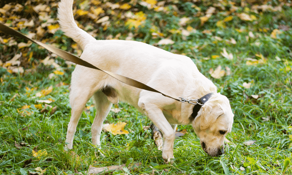 Fire Ant Bites on Dogs and Cats in Houston